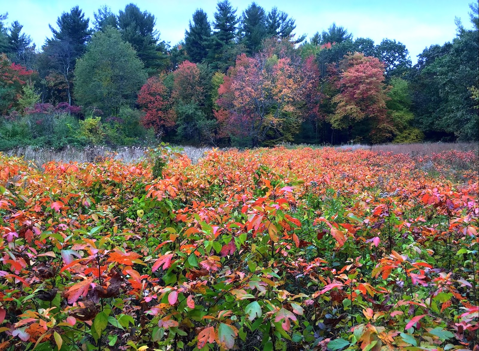 New England Forests: High Class Sassafras