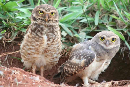Espécies de corujas brasileiras | Eu Quero Biologia