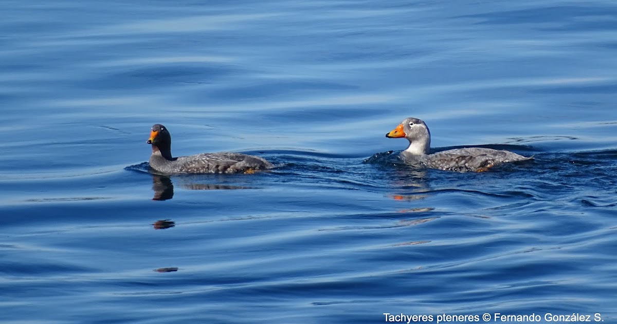 Aves del Sur de Chile: Puerto Montt y alrededores: Pato-quetru no ...