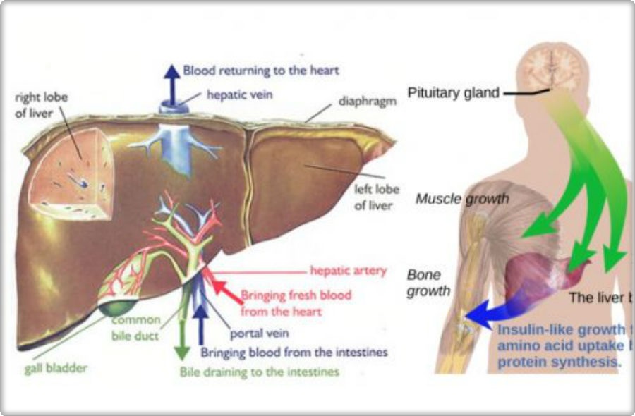 12 Signs That Your Overloaded Liver is Messing With Your Hormones ...