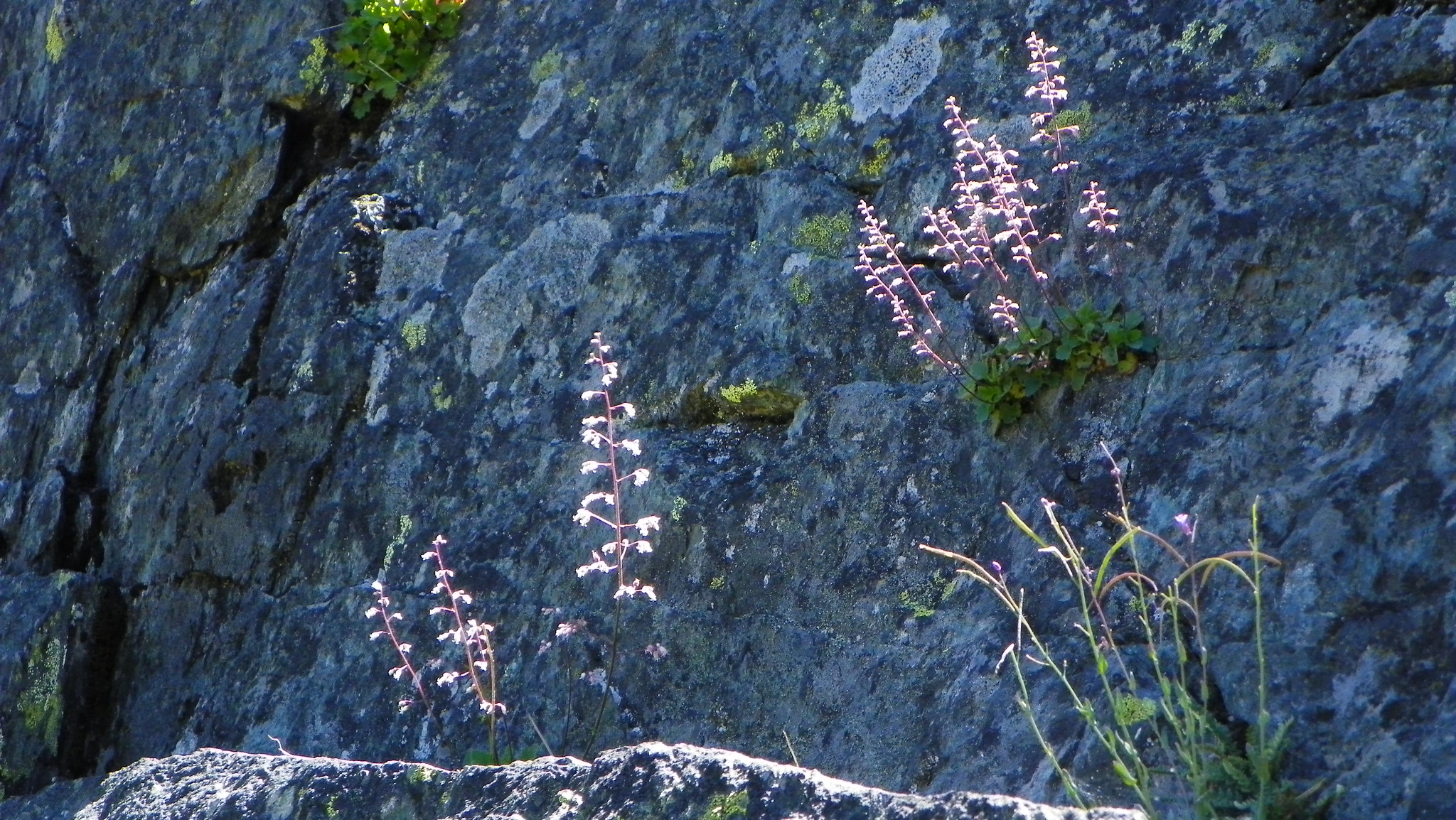 Heuchera micrantha - Crevice alumroot - Small-flowered alumroot care ...
