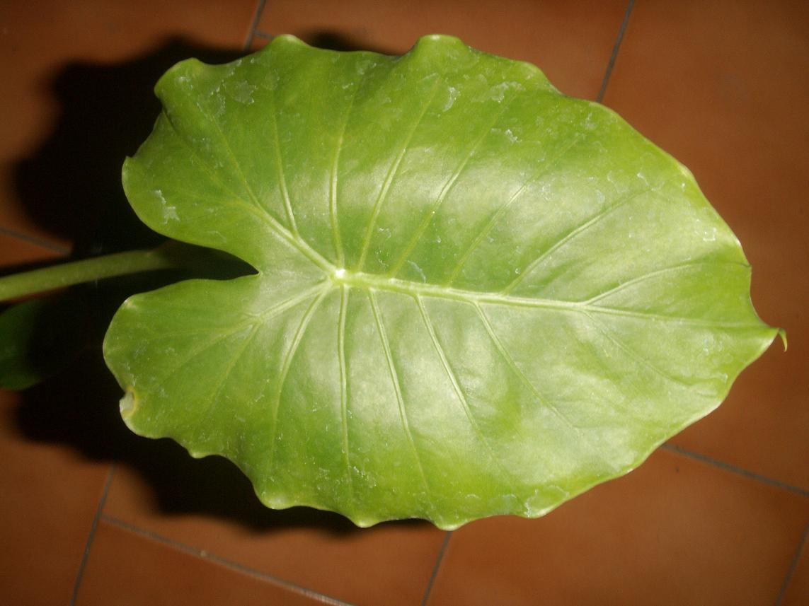 metodos de la ciencia