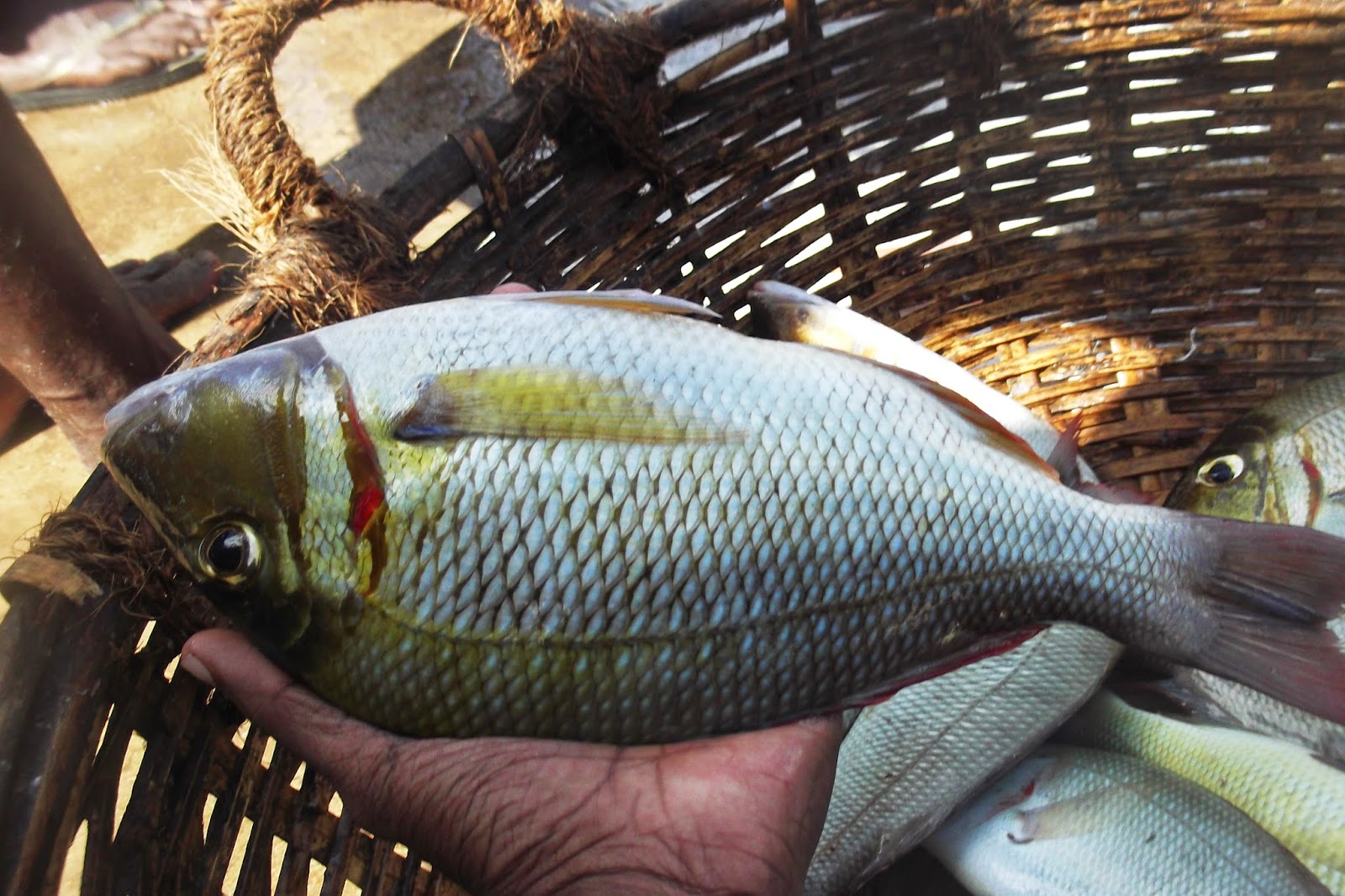 NEGOMBO SEAFOODS: MEE WATI