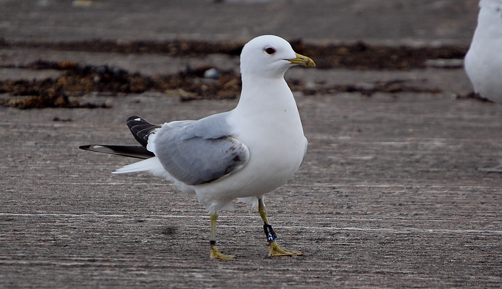 Northern Ireland Black-headed Gull Study: Copeland Common Gull colour ...