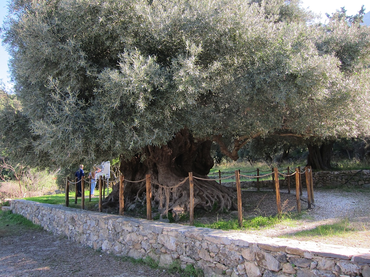 What's Really Going On In Greece: The Ancient Olive Tree