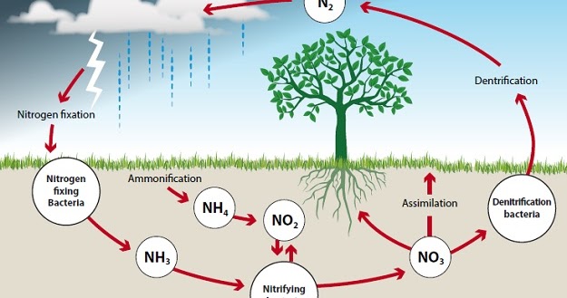 Nitrogen cycle process, steps and Diagram
