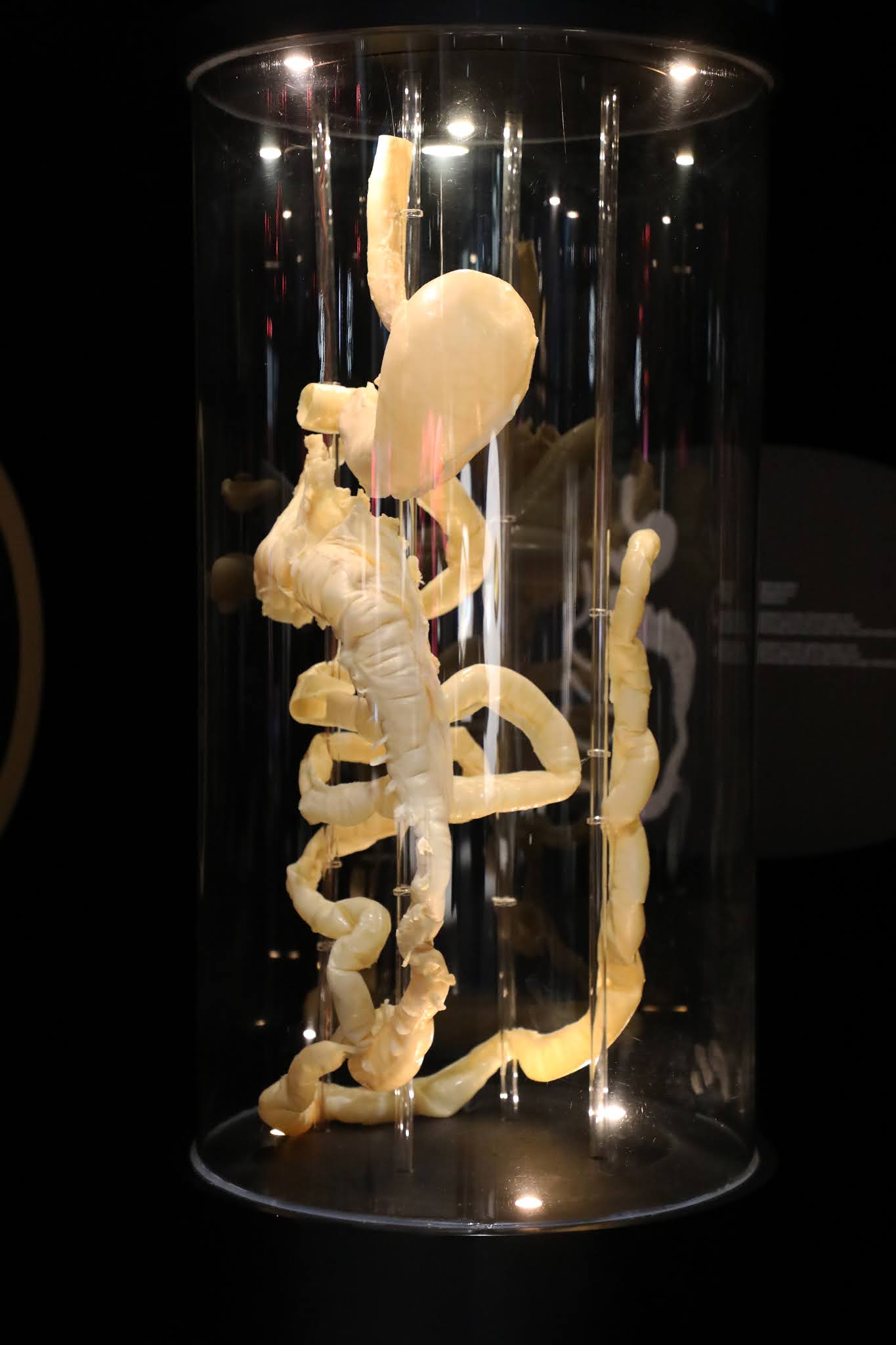 Suoliston salaisuus Heurekassa | Kulinarismia mahan täydeltä