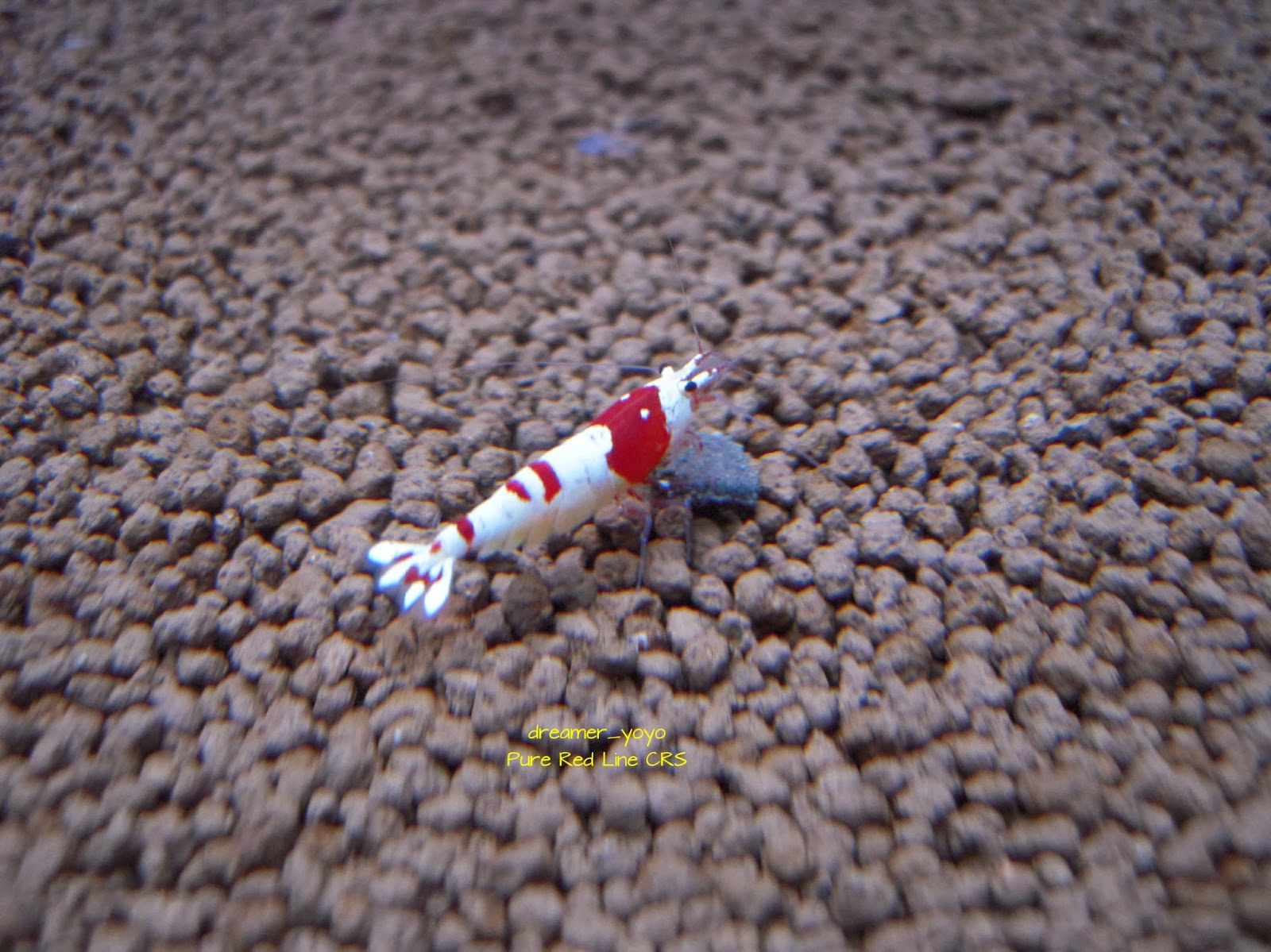 Crystal Red Shrimp: Japanese Pure Red Line Crystal Red Shrimp