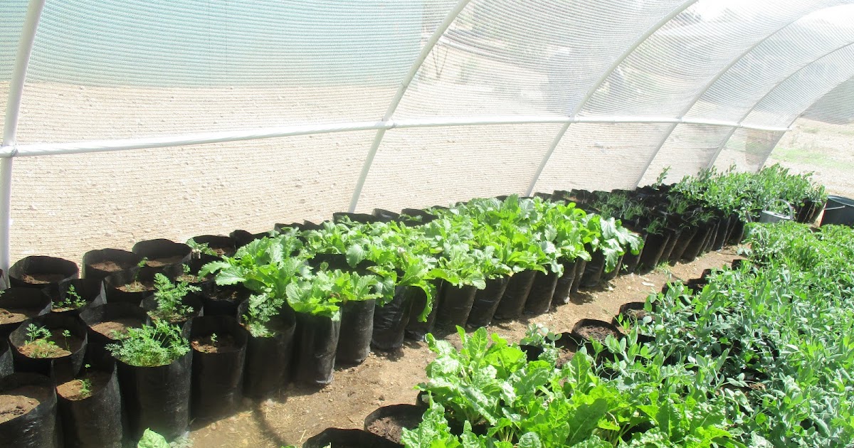 Urban and Peri-Urban Horticulture Projects