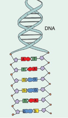 DNA VE Genetik Kod ~ FEN BİLİMLERİ & ONUR HOCA