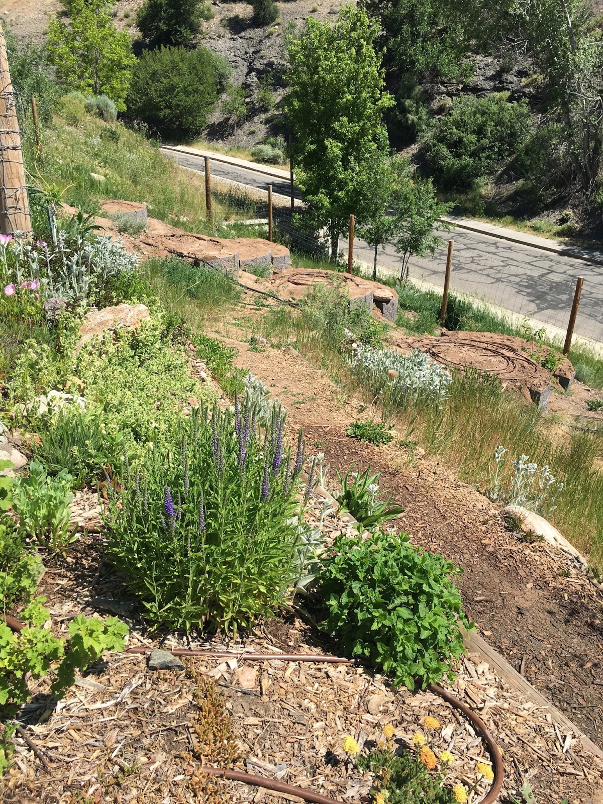 CO-Horts: Growing Opportunities and Feeding the Community