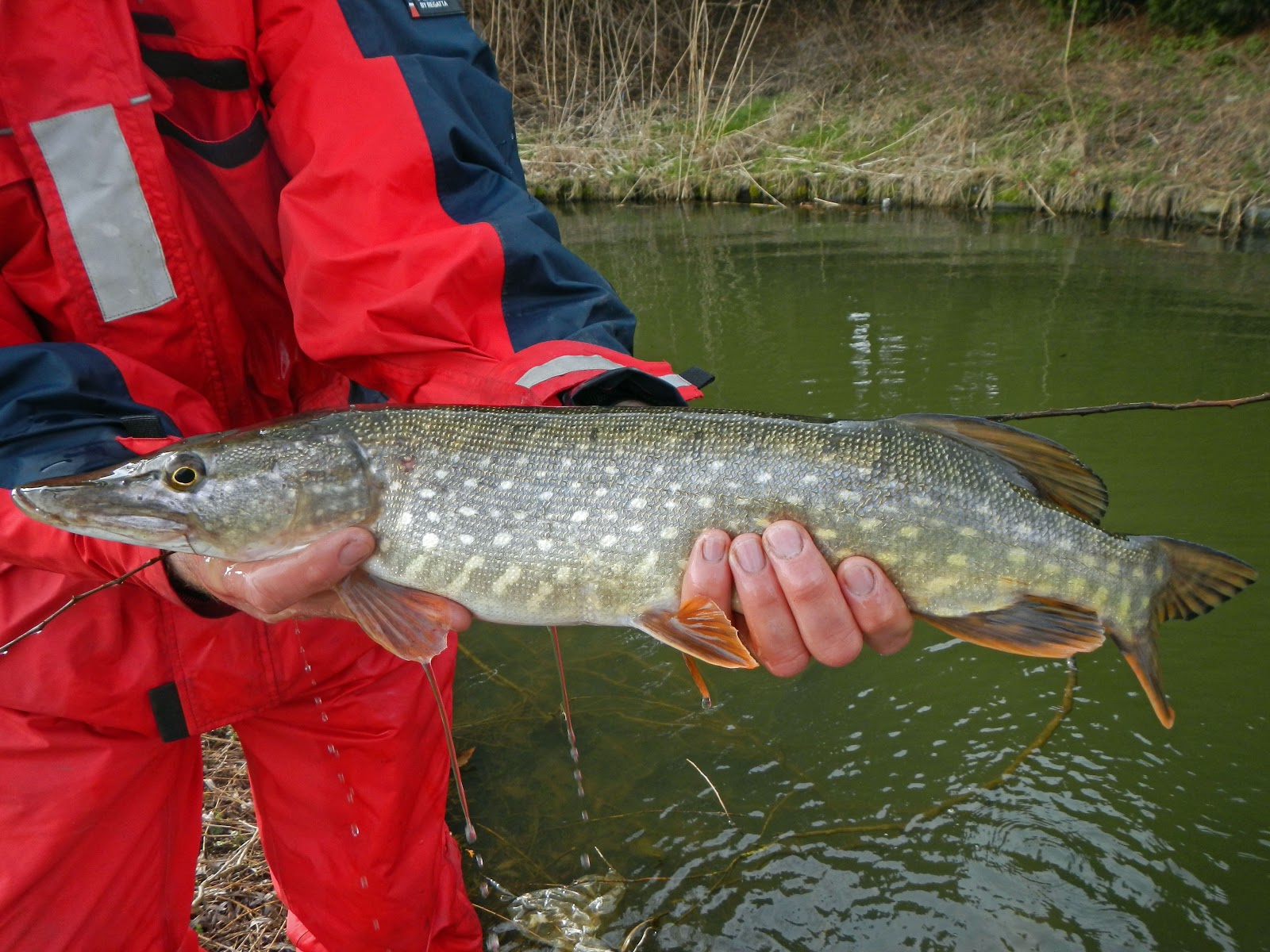 Datakal: Snoek eet snoek