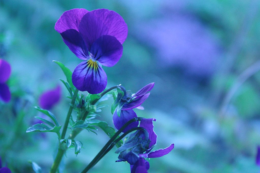 Earth and Space News: Viola sororia: Uncommon Beauty of Common Blue Violets