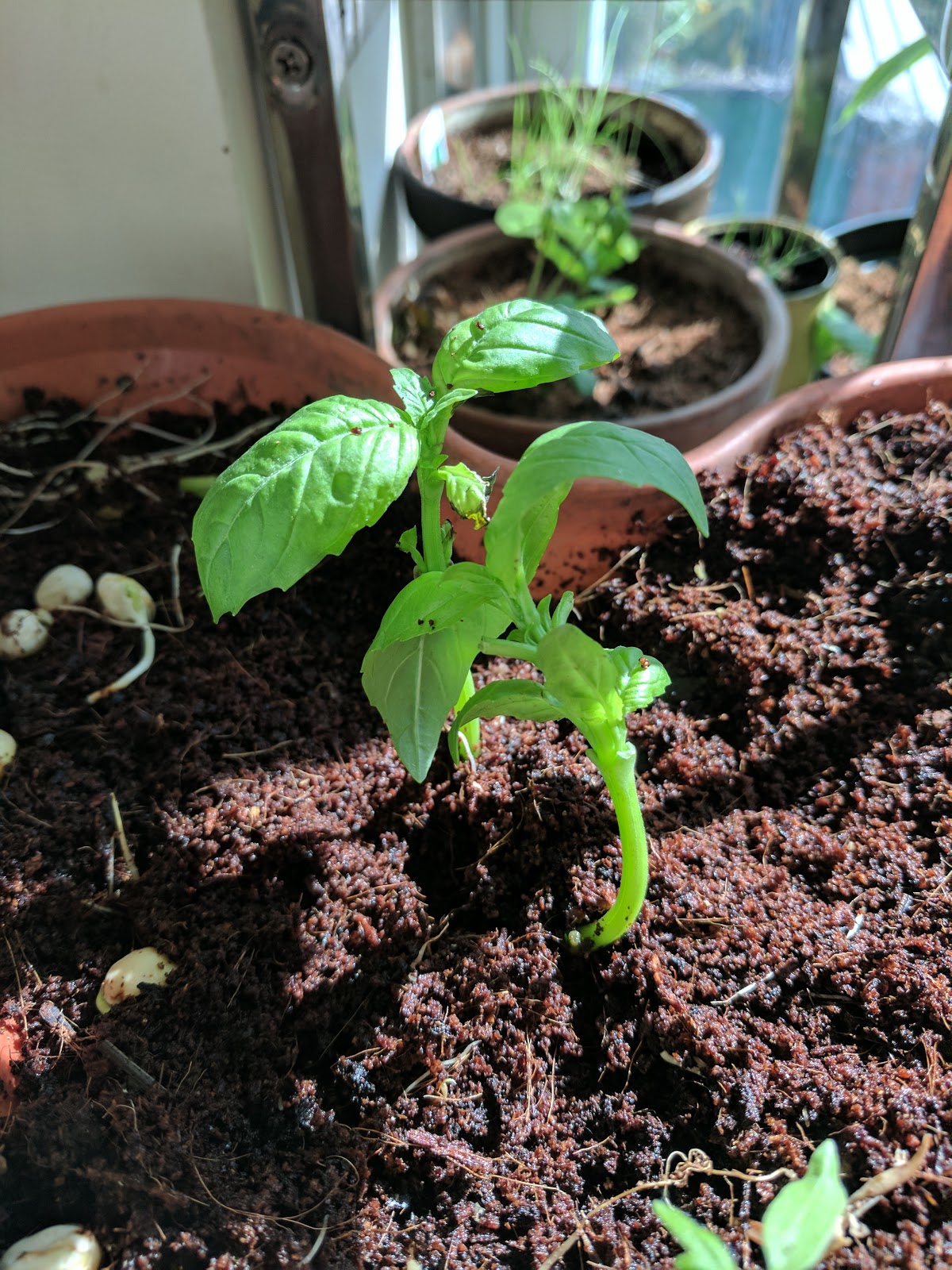 A Possible World: Resurrecting Basil