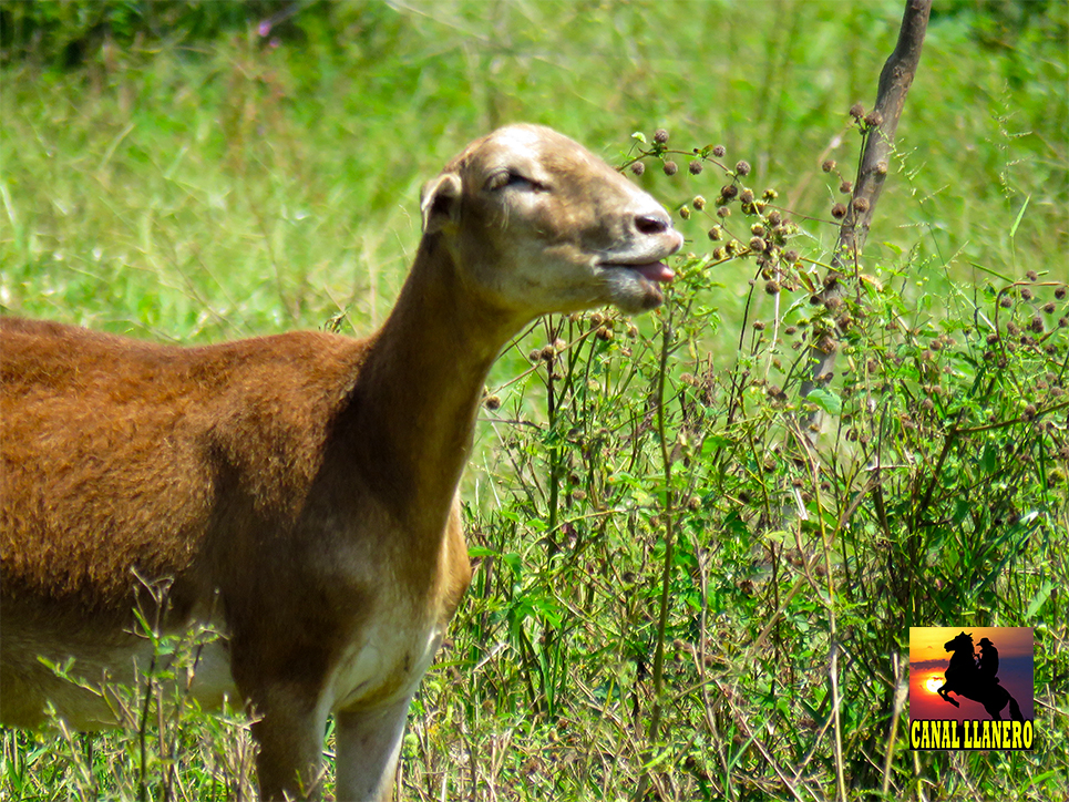 Canal Llanero : La Oveja o Ganado Ovino