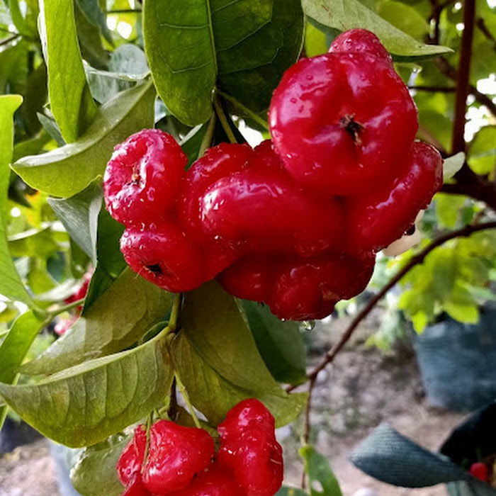 Koleksi Bibit Tanaman Jambu Air