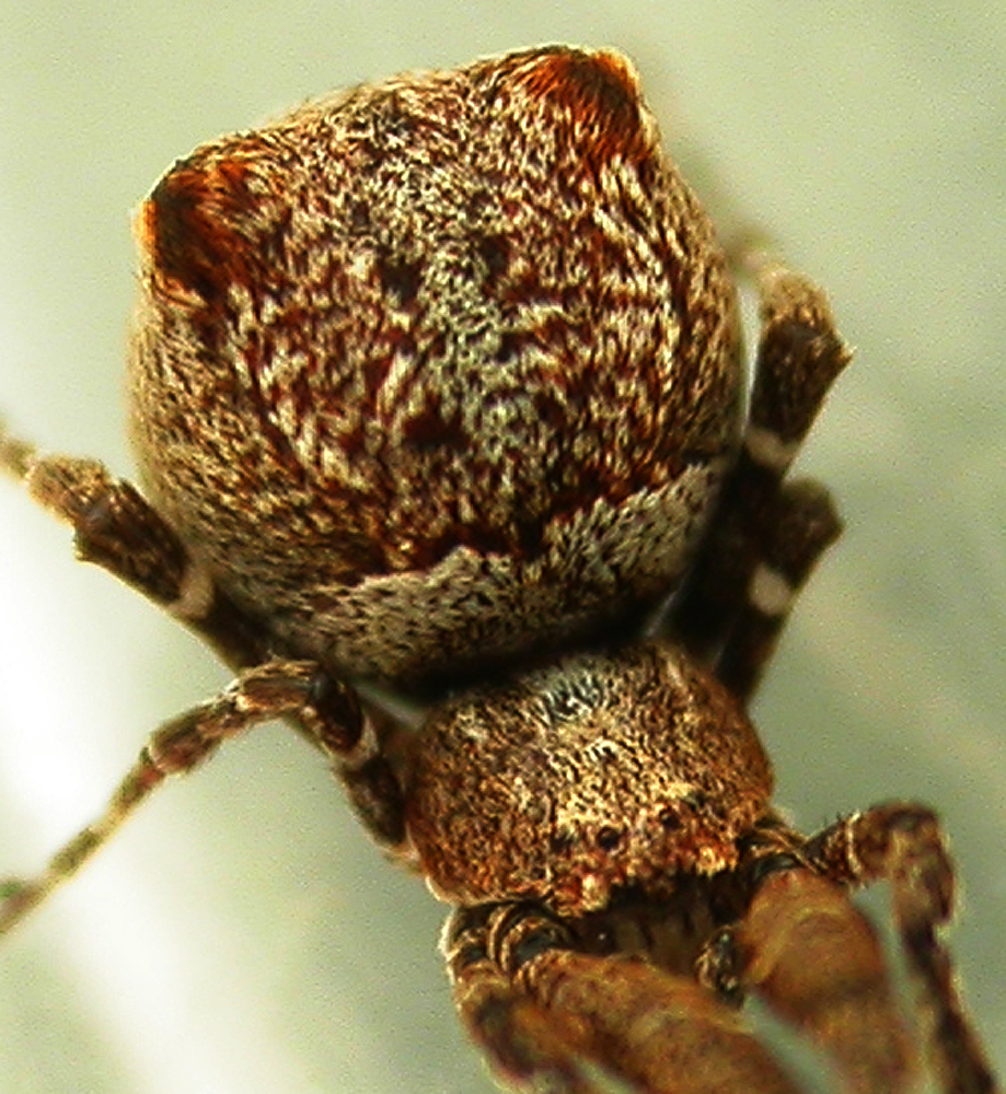 Arachnerds: Garden Centre Spider - Uloborus plumipes