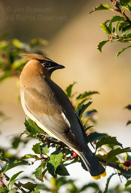 Birding Is Fun!: My Wintering Bird Magnet
