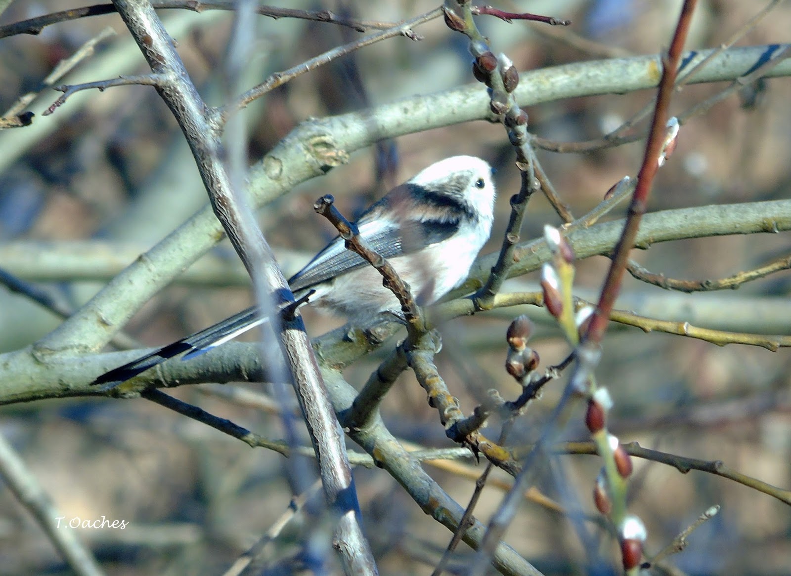 PASARI DIN ROMANIA: PITIGOI CODAT, Aegythalus caudatus