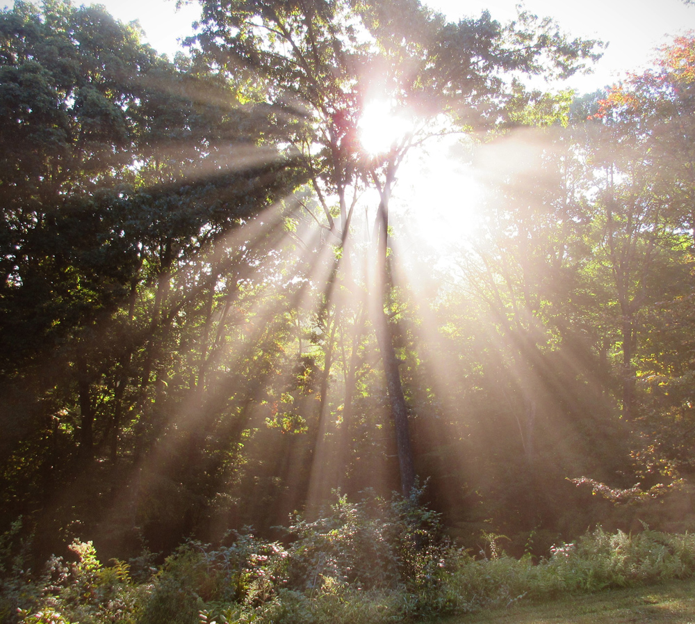 Gurney Journey: Komorebi