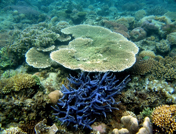 Palawan Place: Calumbuyan Coral Reef