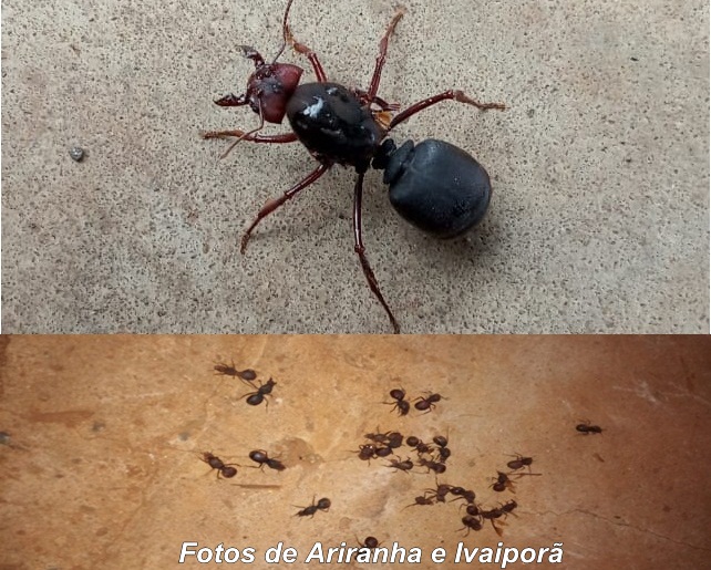 BLOG DO BERIMBAU | RÁDIO NOVA ERA FM | Notícias do Vale do Ivaí ...