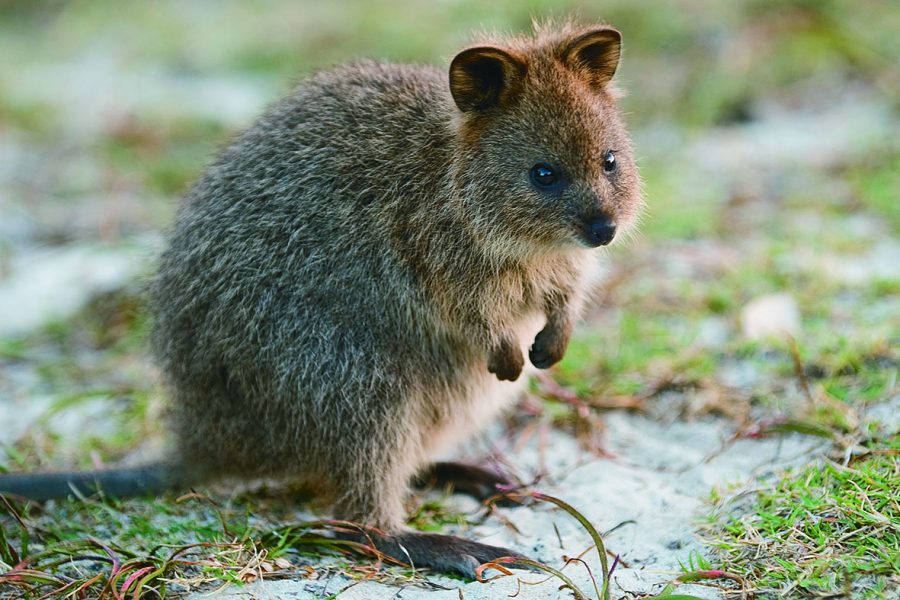 ANIMALS TIME : The 10 best quokkas pics (las 10 mejores fotos de quokkas)