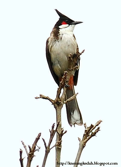 Kuala Nerang: Pertandingan Seni Suara Merbah Jambul