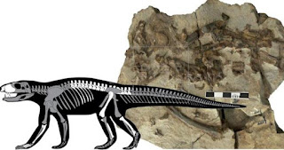 Fundacion Dinosaurios Cyl: Un fósil robado permite describir una nueva ...