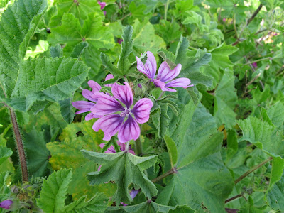 FLORA NEL SALENTO e.. anche altrove: Malva silvestris L. subsp ...