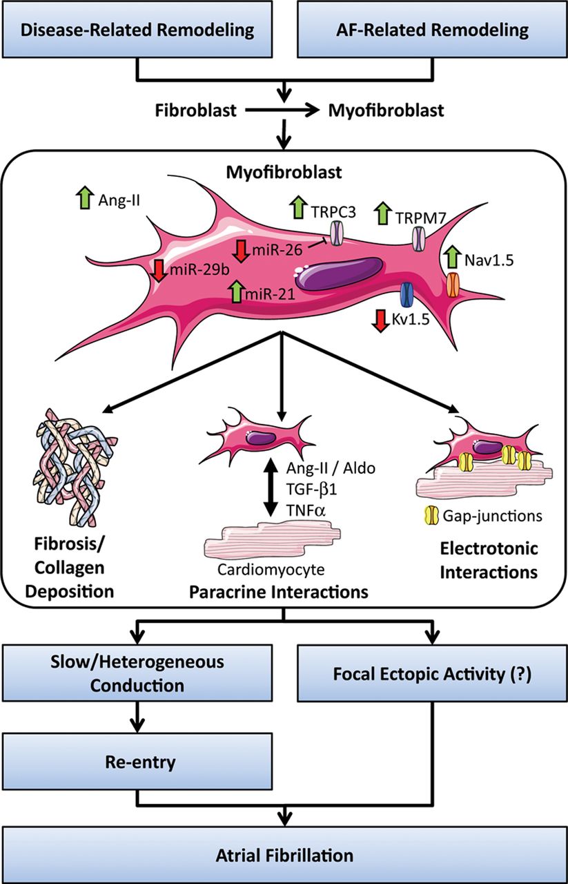 Dr Han Naung @ Henry Han : Electrophysiology and Heart Rhythm ...