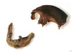 Go Philippines: Tabon Man in Palawan