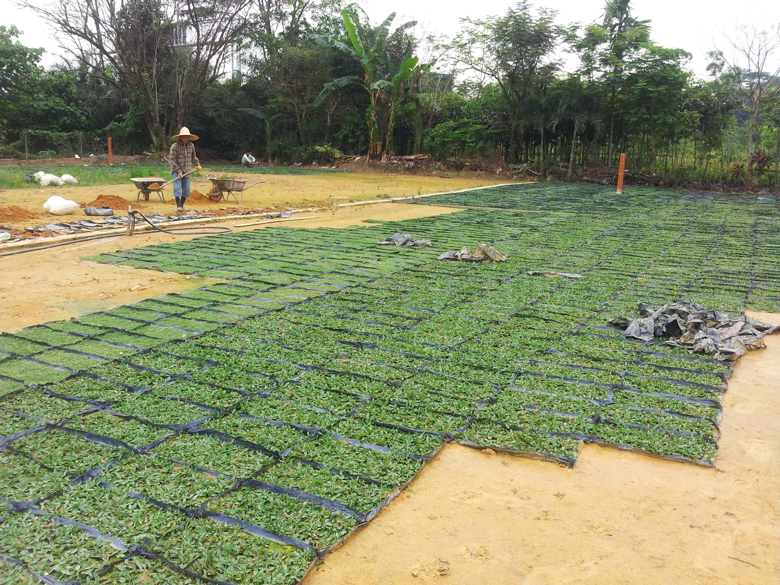 A.b.A.h..A.h.M.a.D: BELI RUMPUT..