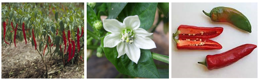 Capsicum annuum L ~ Evolusi Dan Keragaman Tumbuhan Buah Edibel Di Indonesia