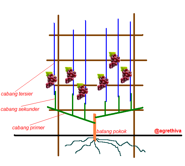 Jual Bibit Anggur Merah Blitar: Menanam Anggur Di Lahan Sempit (Anggur ...