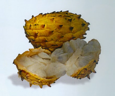 Hoje você vai conhecer o biribá! - Vivendo Bem Feliz