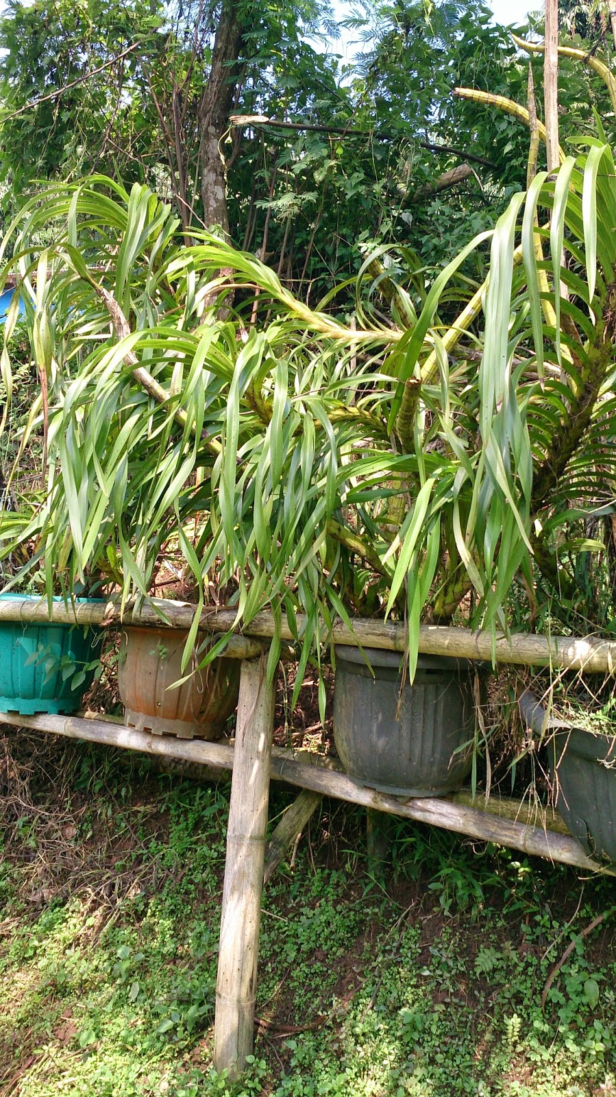CENTRA ANGGREK: Grammatophyllum Speciosum (Anggrek tebu,papua)