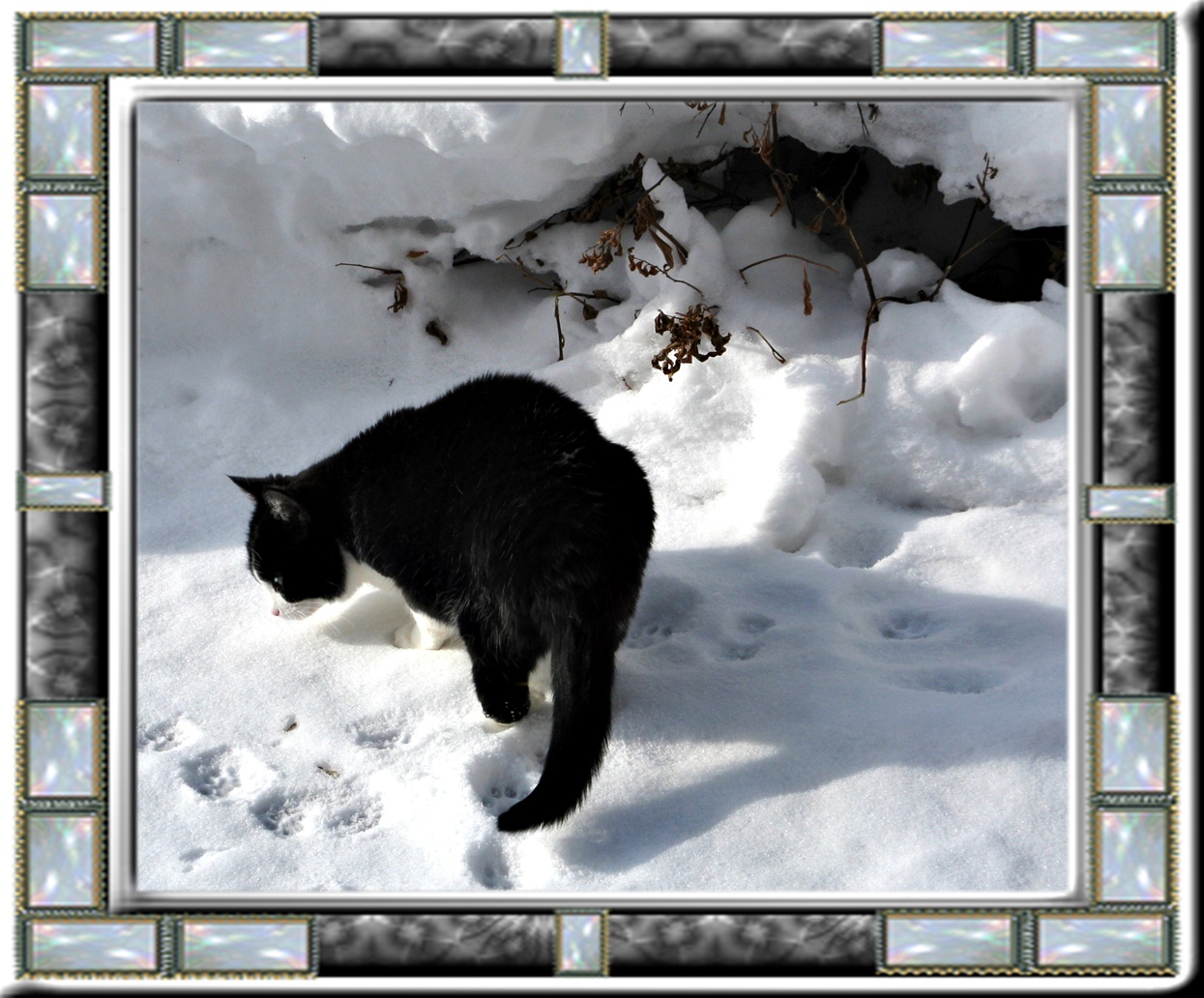 Wendy's 3-D Cats: DOMINO: SHADOW KITTY