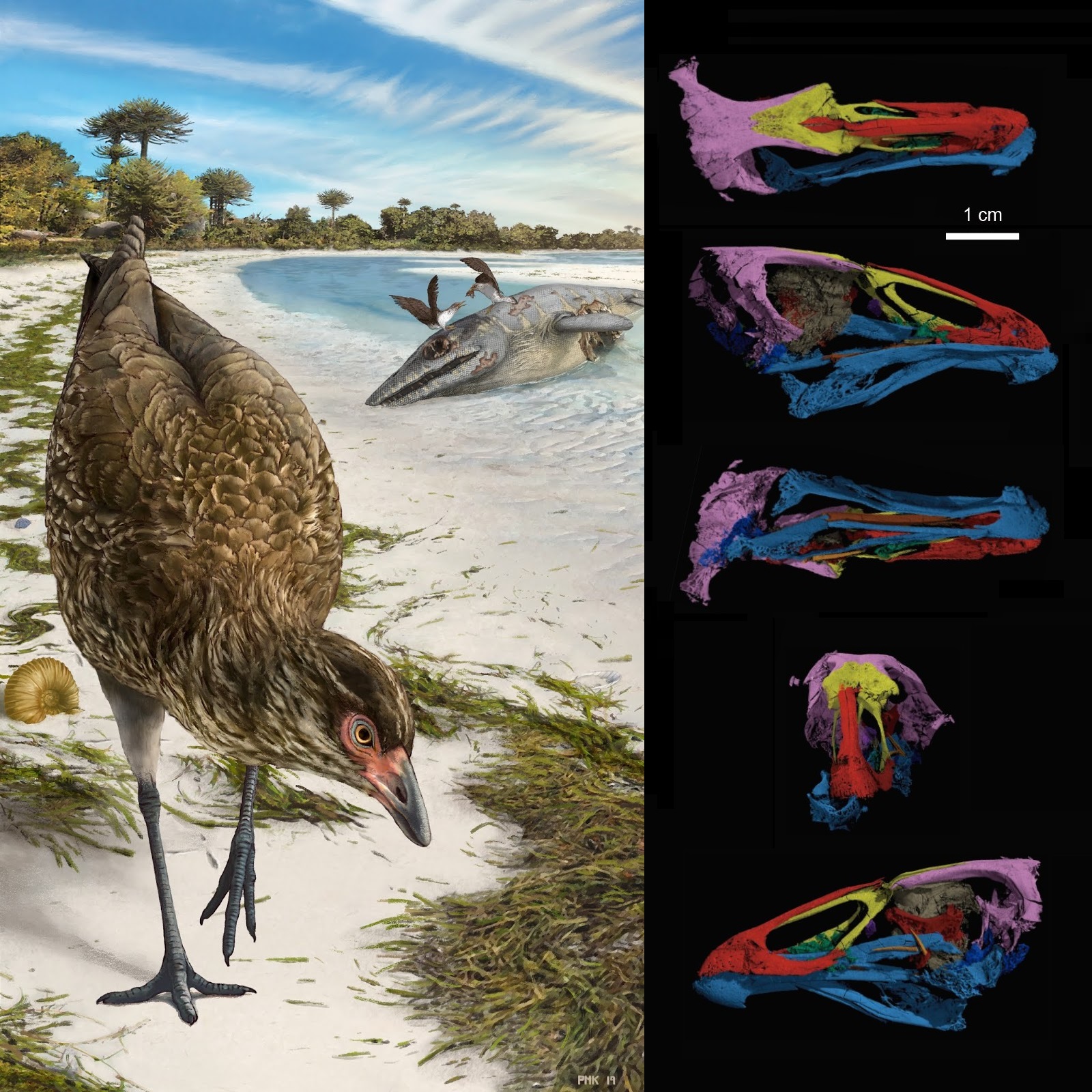 Species New to Science: [PaleoOrnithology • 2020] Asteriornis ...