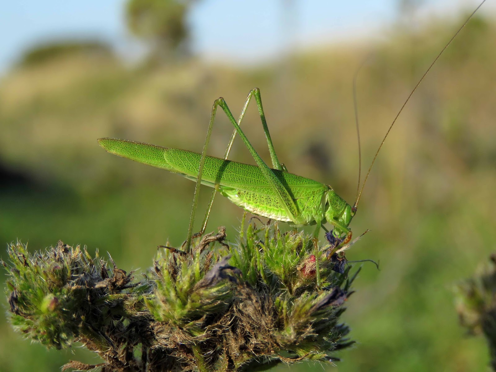 Dungeness Bird Observatory : Grasshoppers and Crickets