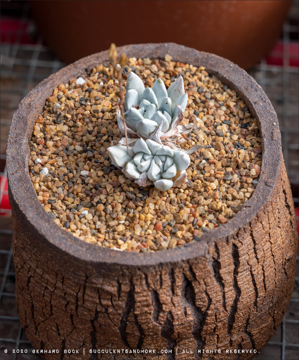 Jeremy Spath's Hidden Agave Ranch: the greenhouse