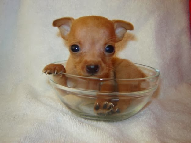 Meus Cachorros: cachorro pincher