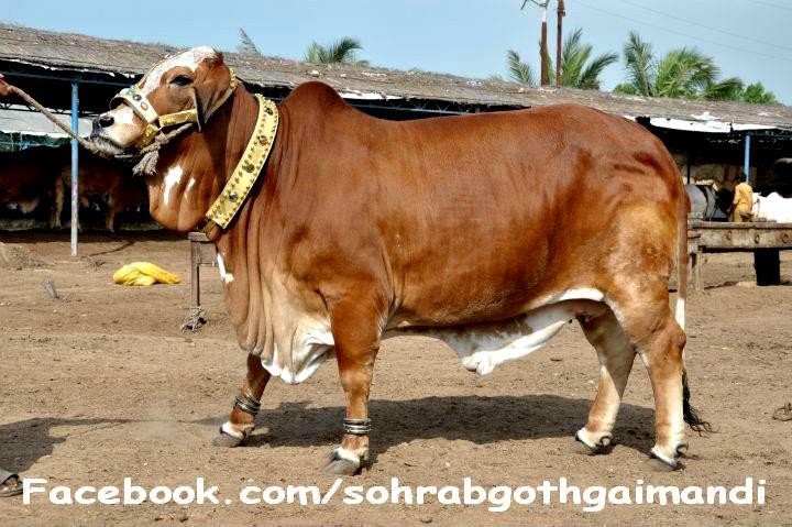 my animals: shah cattle farm bull