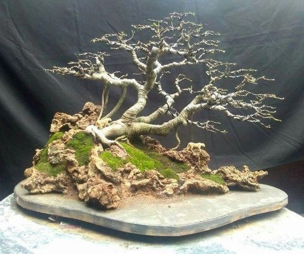45+ Unique Bonsai Trees Gardening Ideas For Backyard | ARA HOME