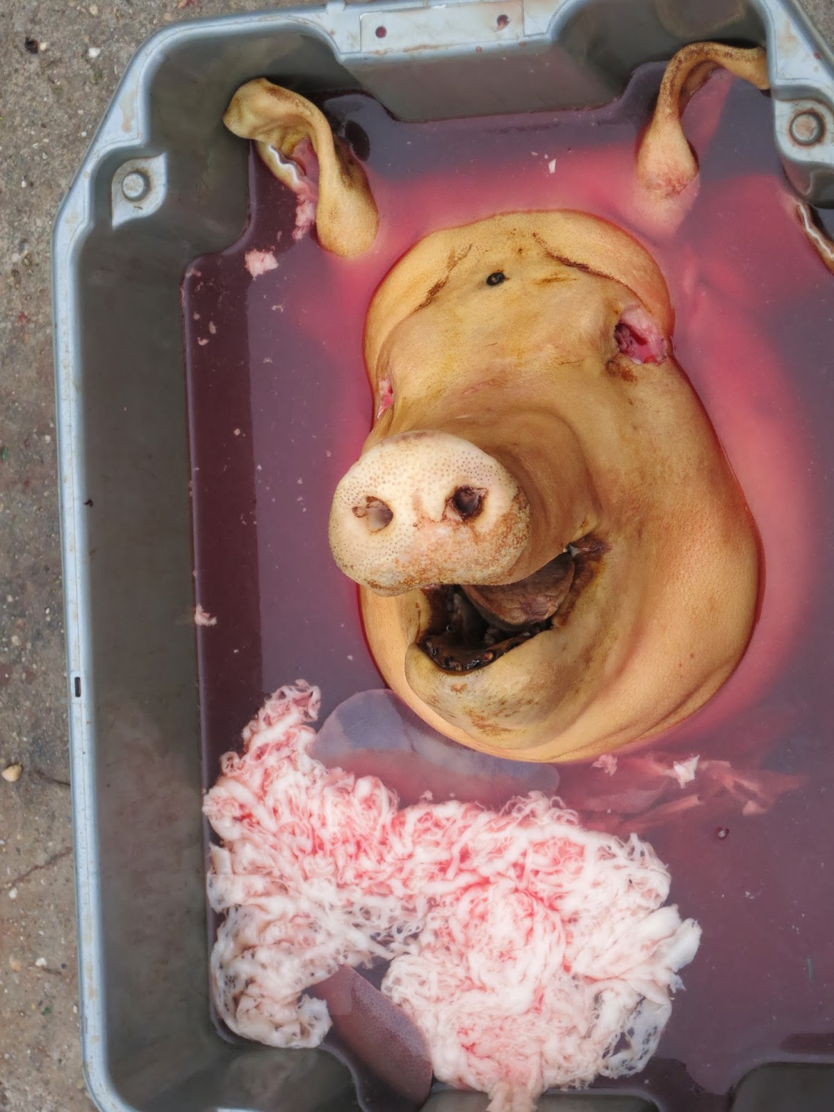 feast with bron: Hungary Pig