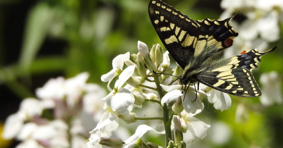 A Wild Life in Norfolk: Swallowtails at Strumpshaw