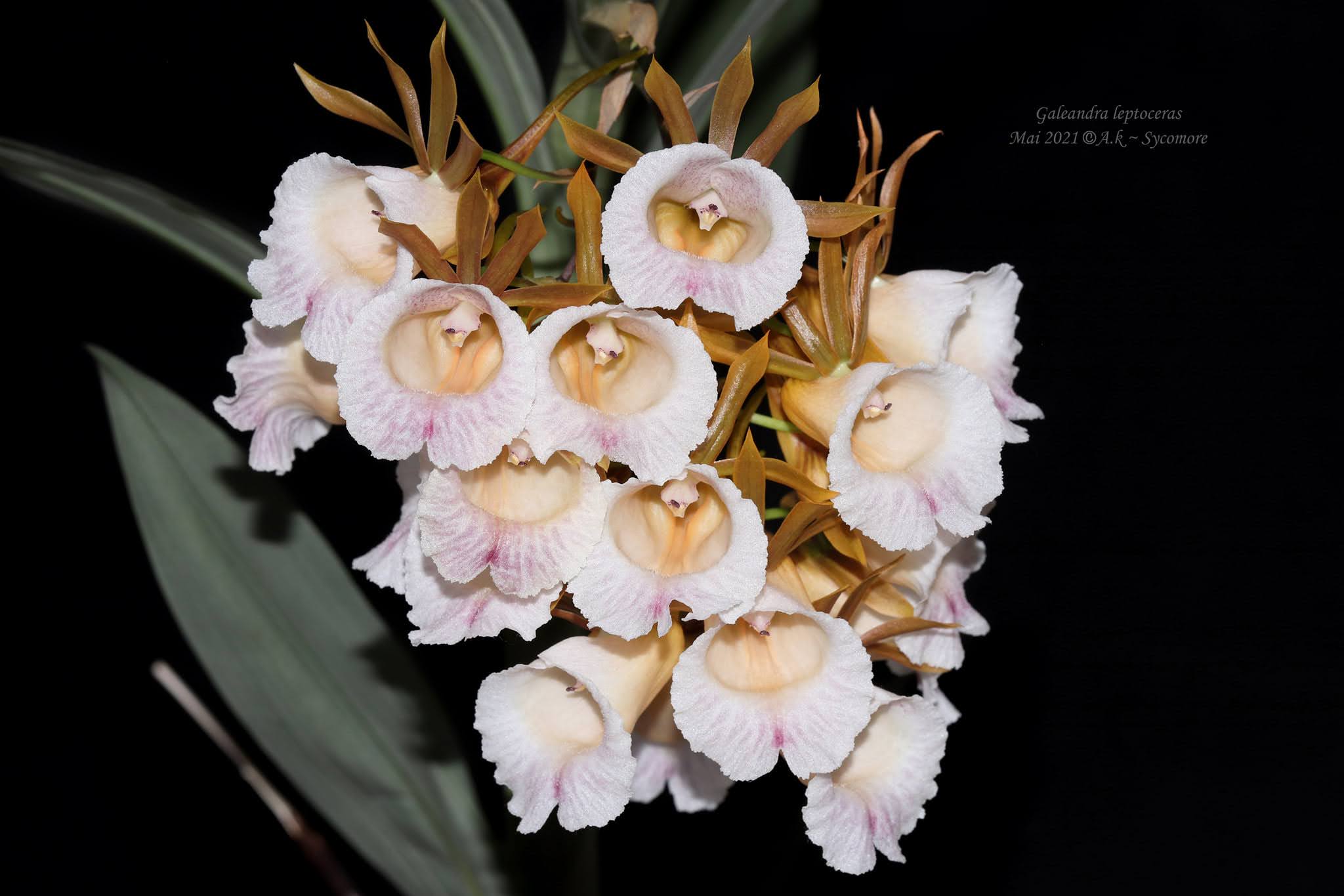 Galeandra leptoceras