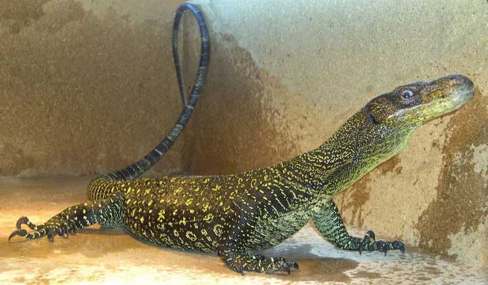 Salvadori, Biawak Batik Asal Papua