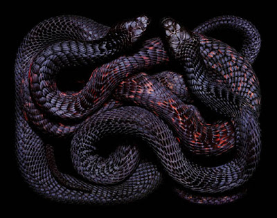 Most Amazing Serpent Art ~ Hampix