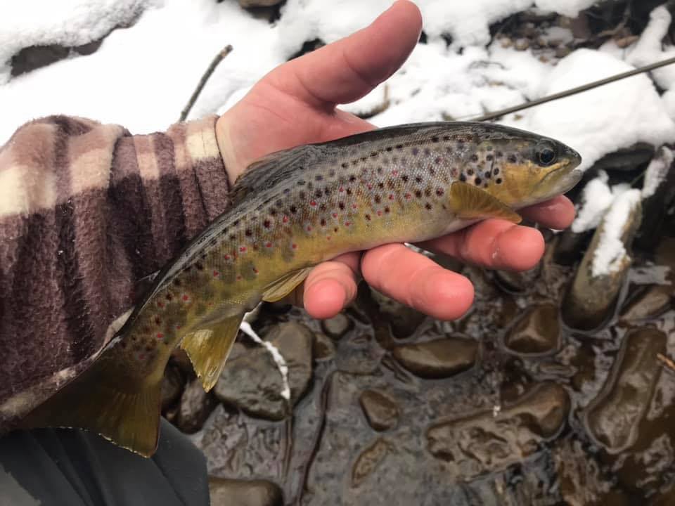 Fly Tyer Mike: "Blue Line Like a Beast" Next Level Small Stream Fly ...